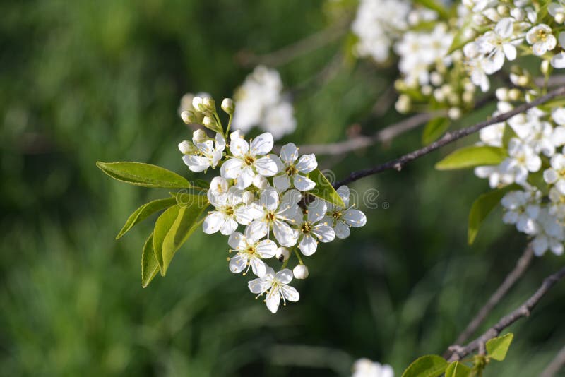 White flowers branch tree stock photo. Image of nature - 103697512