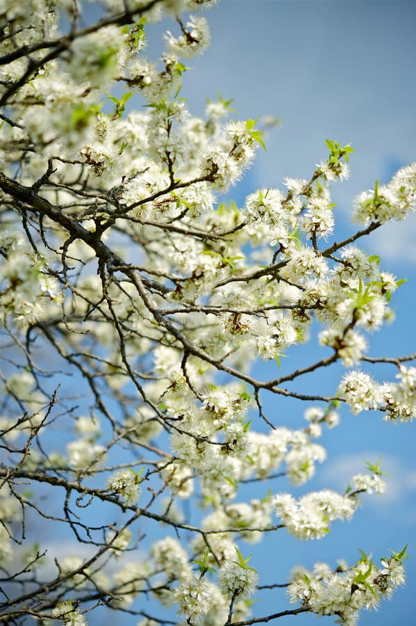 White Flowers Branches stock image. Image of wild, blossom - 25954733