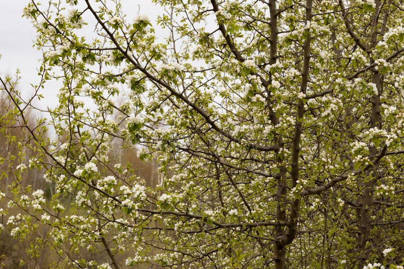 White Flowers on the Branches of a Blossoming Pear Tree in Spring Stock ...