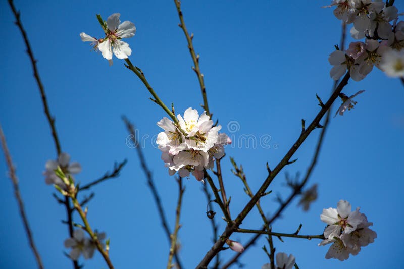White Flowers on the Branches of a Blossoming Tree in Spring. Cherry ...