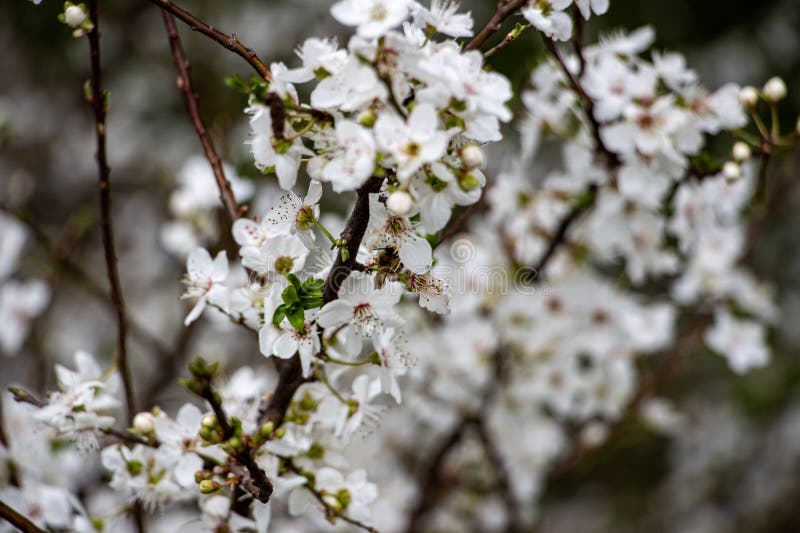 White Flowers on the Branches of a Blossoming Tree in Spring. Cherry ...