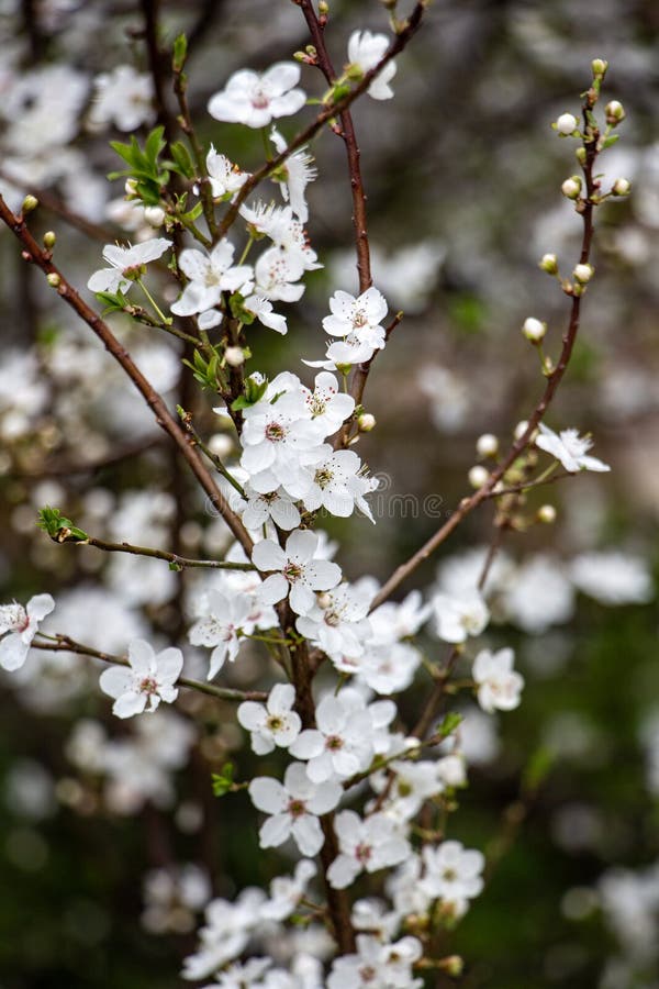 White Flowers on the Branches of a Blossoming Tree in Spring. Cherry ...