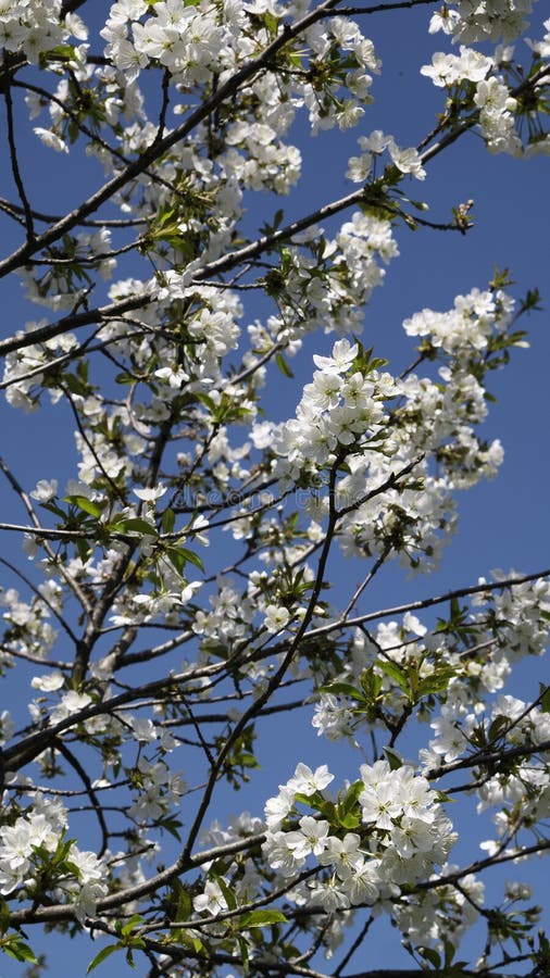 White Flowers on Branches of a Cherry Blossom Tree Stock Image - Image ...