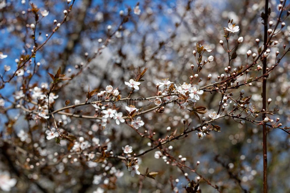 White Flowers on the Branches of a Flowering Tree in Spring Stock Image ...