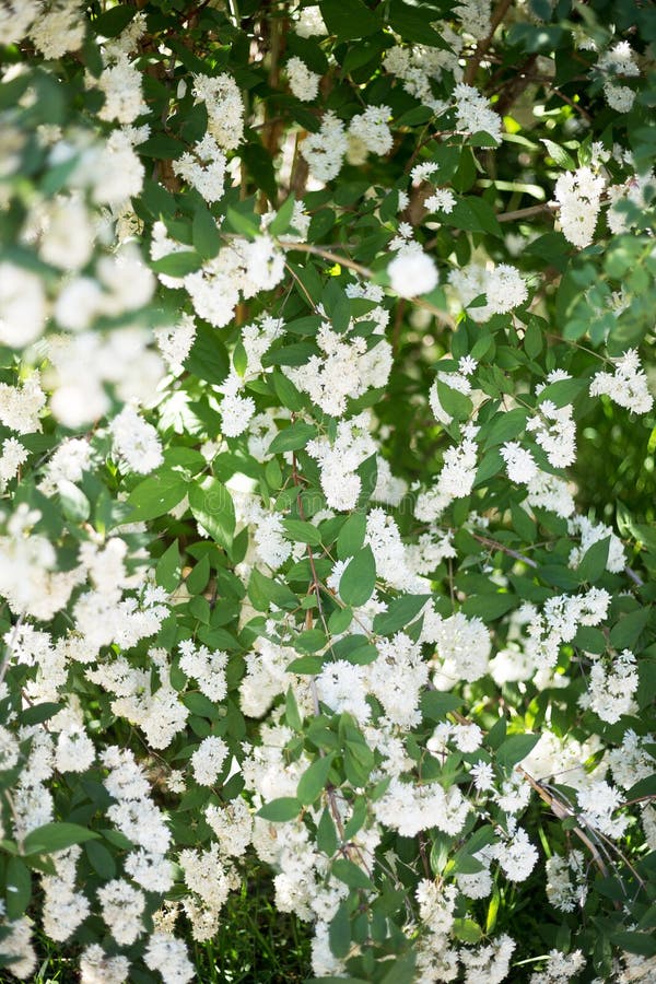 White Flowers on Branches of Tree Stock Photo - Image of gift, card ...