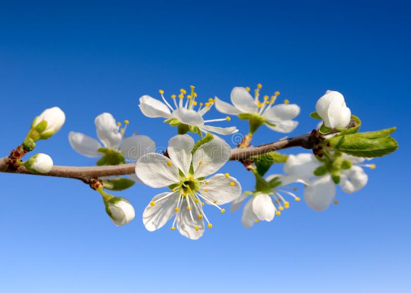 White Flowers on the Branches of Trees in the Spring Stock Image ...