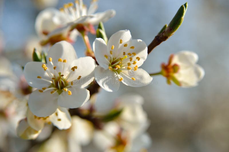 White Flowers on the Branches of Trees in the Spring Stock Image ...