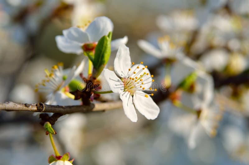 White Flowers on the Branches of Trees in the Spring Stock Image ...