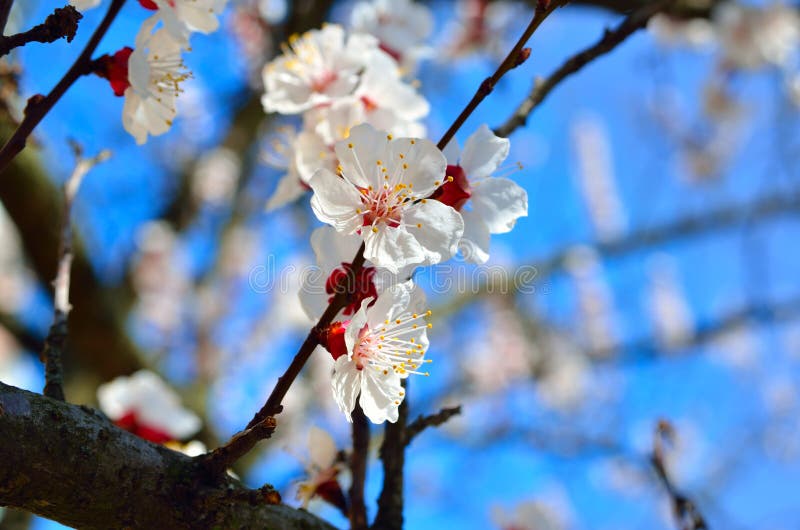 White Flowers on the Branches of Trees in the Spring Stock Image ...