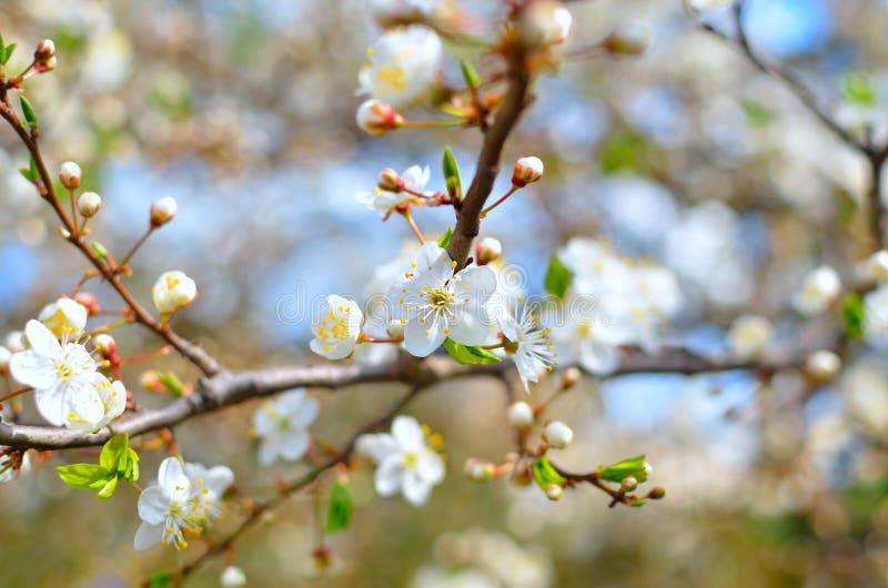 White Flowers on the Branches of Trees in the Spring Stock Image ...