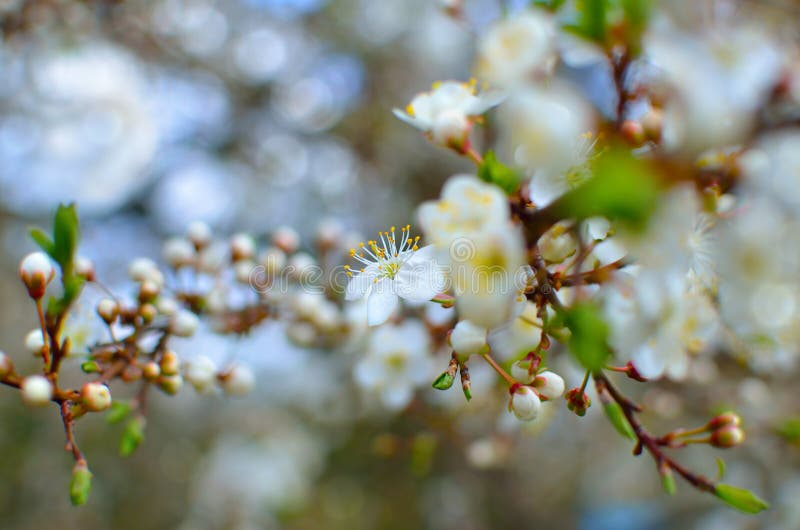 White Flowers on the Branches of Trees in the Spring Stock Photo ...