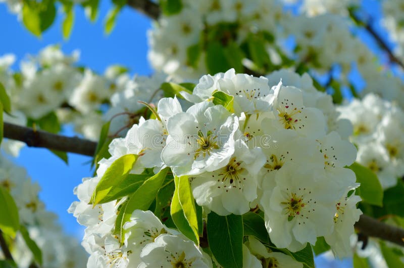 White Flowers on the Branches of Trees in the Spring Stock Image ...