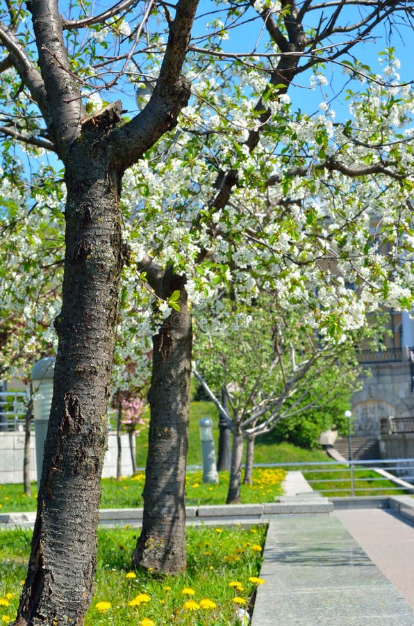 White Flowers on the Branches of Trees in the Spring Stock Image ...