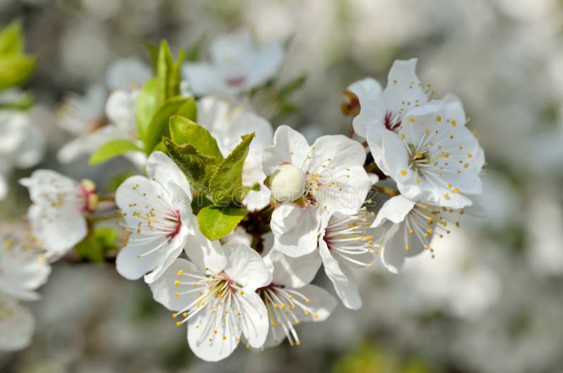 White Flowers on the Branches of Trees in the Spring Stock Image ...