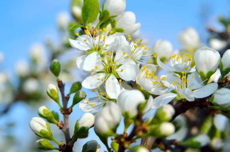 White Flowers on the Branches of Trees in the Spring Stock Photo ...