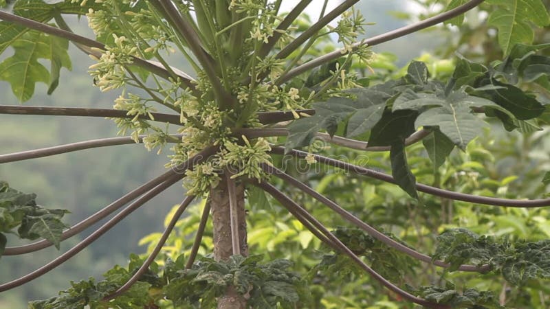White Flowers Buds of the Papaya Stock Footage - Video of cycle, white ...