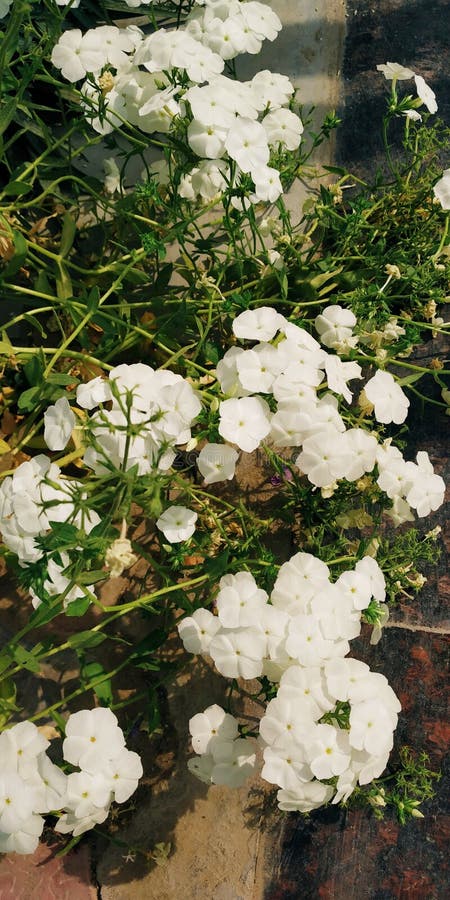 White Flowers stock image. Image of white, plants, flowers - 144842461