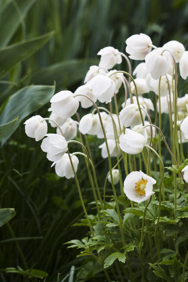 White Flowers Bunch Spring Garden Decor Vertical Stock Image - Image of ...