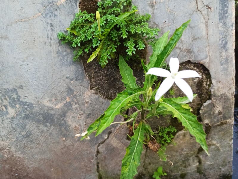 White Flowers that Can Grow on Rocks Stock Image - Image of tree, soil ...