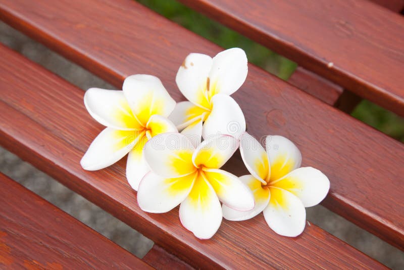 White flowers on a chair. stock photo. Image of floral - 50479966