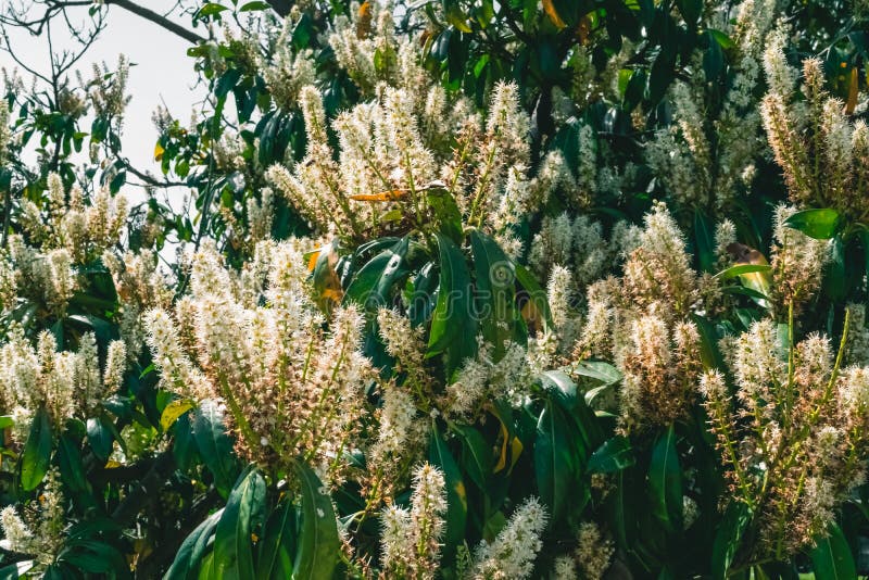 White Flowers Cherry Laurel. Summer Bloom Stock Photo - Image of close ...