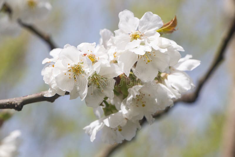 White Flowers of Cherry Tree Stock Image - Image of leaf, pistil: 219765123