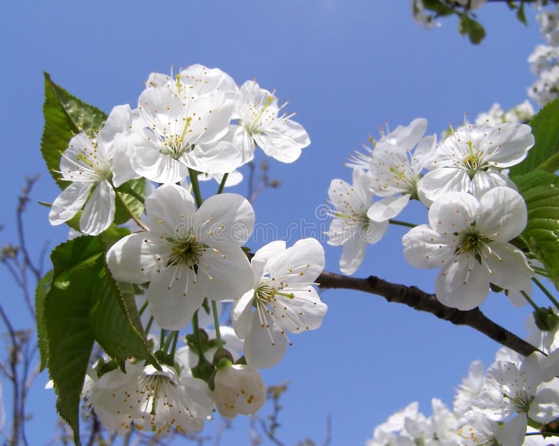 White Flowers of Cherry-tree Stock Image - Image of petal, branch ...