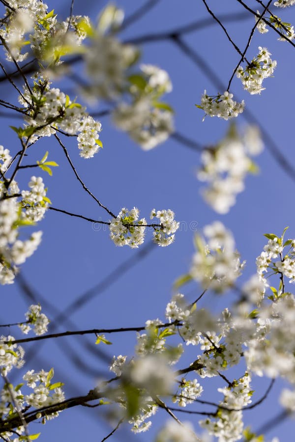 White Flowers on Cherry Trees in the Orchard Stock Image - Image of ...