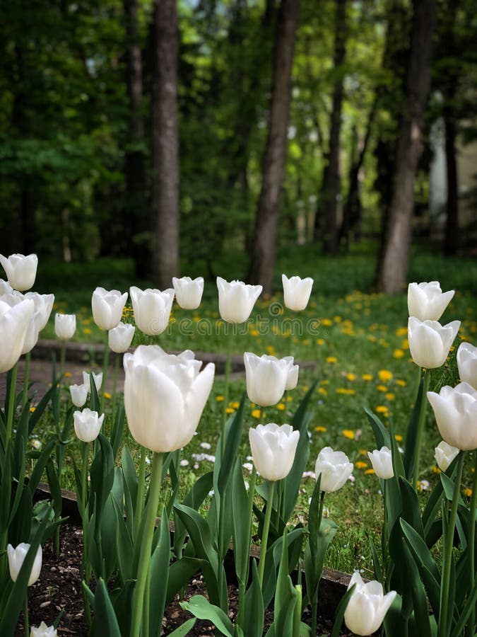 Flowers spring forest park stock photo. Image of bars - 247539816
