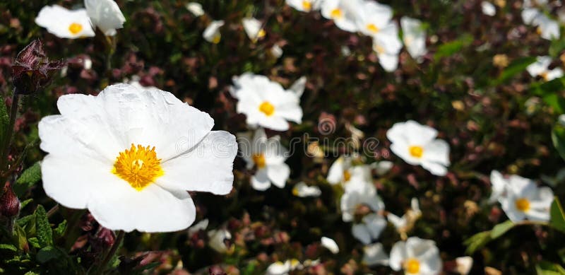 White flowers of Cistus. stock image. Image of outside - 186284677