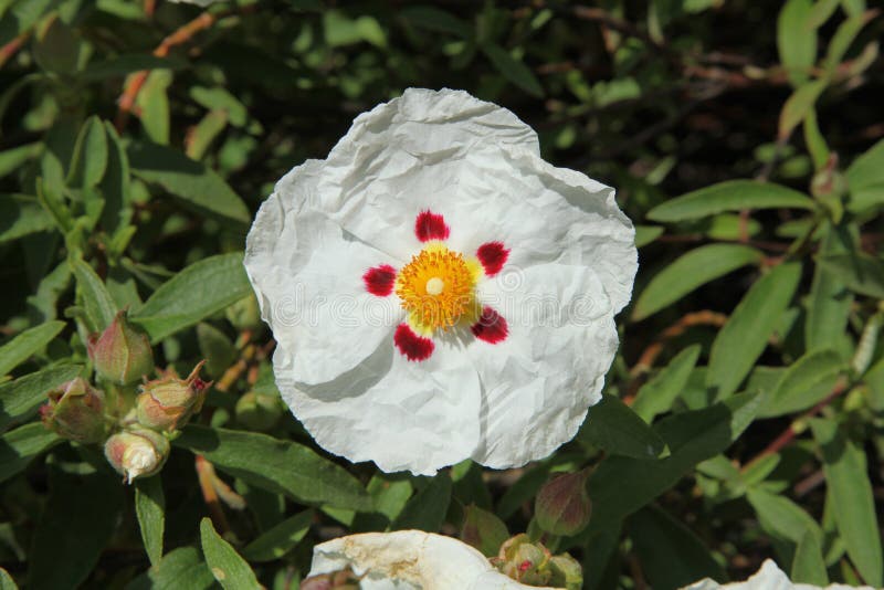 White Flowers of Cistus X Purpureus `Alan Fradd` Stock Image - Image of ...