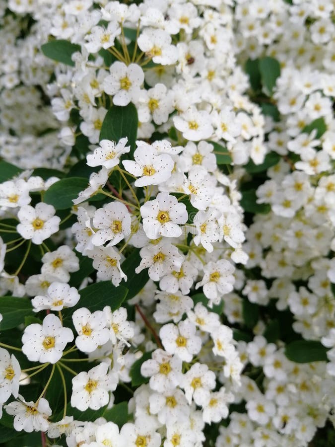 White Flowers, Close-up. a Bush of White Flowers Stock Photo - Image of ...