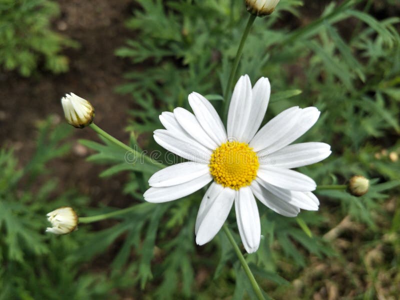 White Flowers Close Up Short Stock Image - Image of short, yellow ...