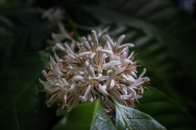 White Flowers, Coffee Flowers in the Forest Stock Image - Image of leaf ...