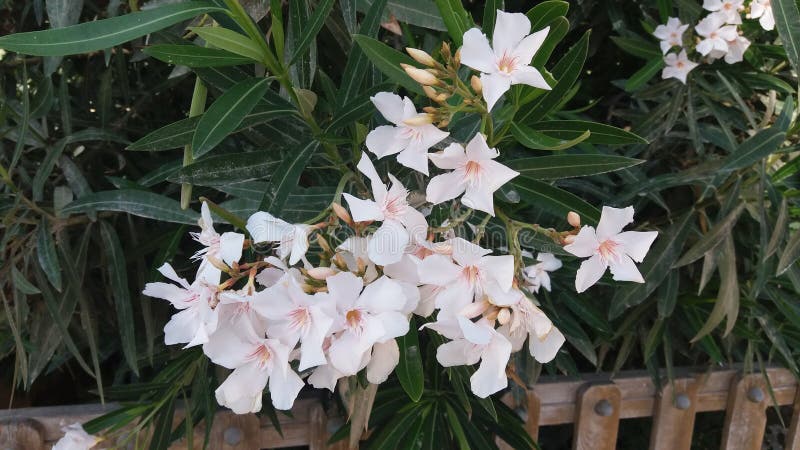 White flowers stock photo. Image of green, white, september - 78119696