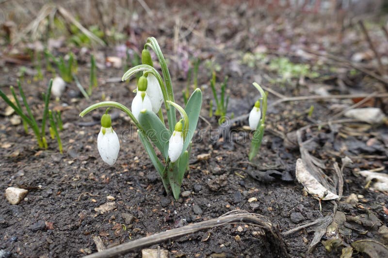 5 White Flowers of Snowdrops in March Stock Image - Image of botany ...