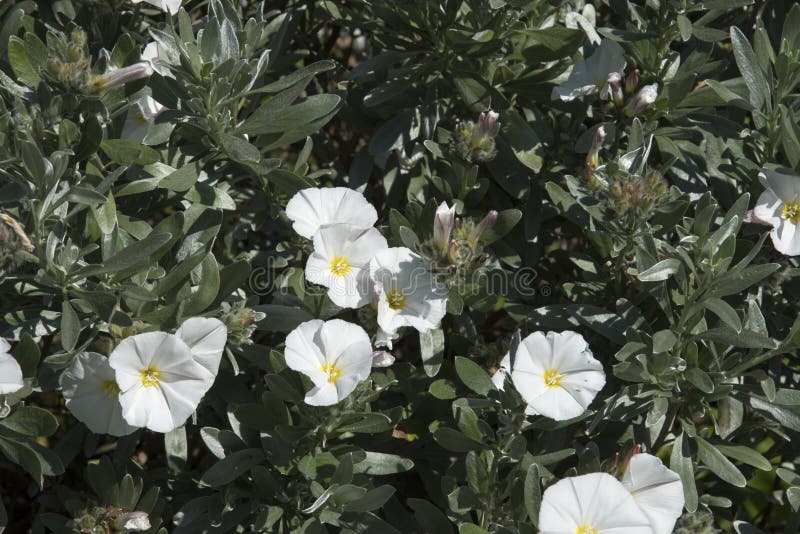 Convolvulus cneorum stock image. Image of convolvulus - 102855871