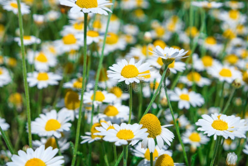 White Flowers Daisy on Green Field Stock Image - Image of pasture ...