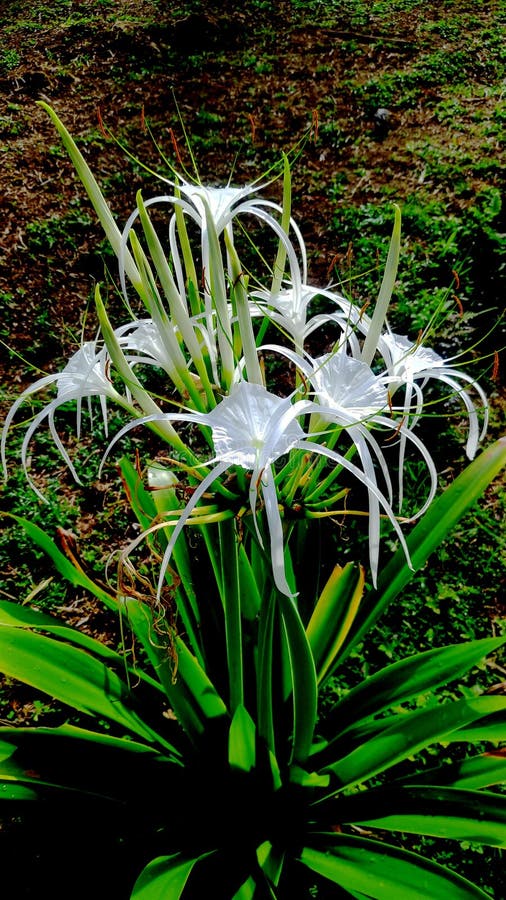 White Flowers, Dangling Flowers are Very Beautiful for the Eye To See ...