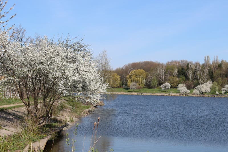 White Flowers Decorated Fruit Tree by the Lake in Spring Stock Photo ...