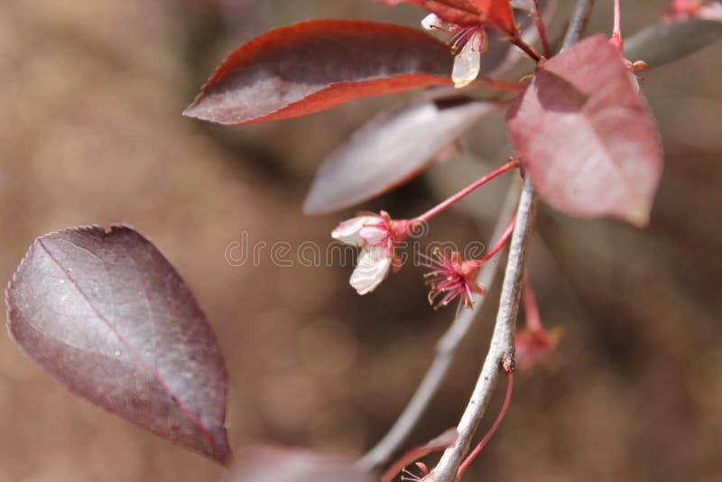 White Flowers with Deep Red Leaves Stock Image - Image of leaves ...