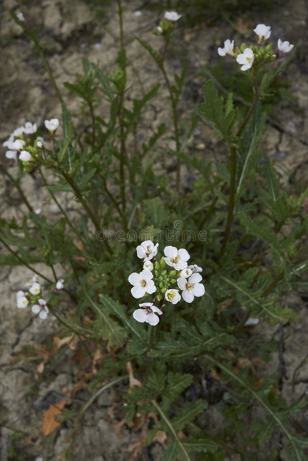 Diplotaxis Erucoides Plants Stock Image - Image of mustard, flower ...