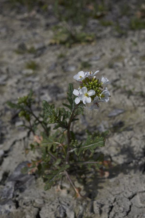 Diplotaxis Erucoides Plant Close Up Stock Photo - Image of fresh ...