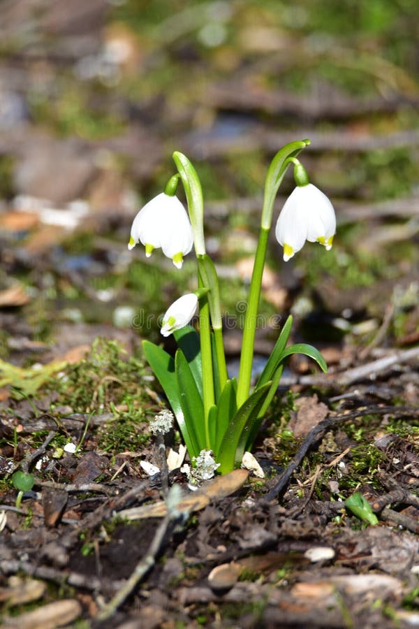 White Flowers in Early Spring Stock Image - Image of macro, flower ...