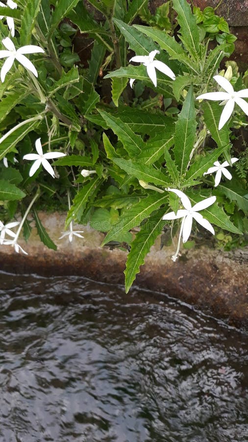 White Flowers from Edge River Stock Image - Image of plant, garden ...