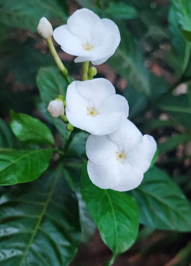White Flowers with Enclosed Leaves Stock Photo - Image of white, leaves ...