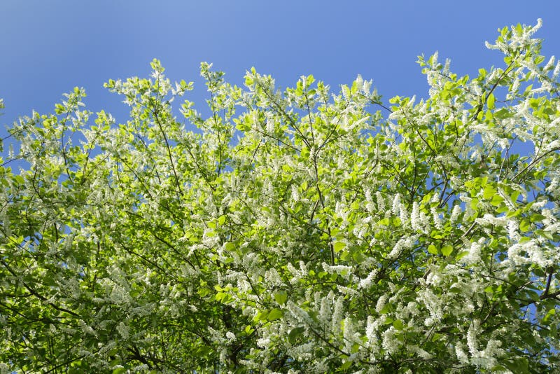 White Flowers of European Bird Cherry Tree in Stock Photo - Image of ...