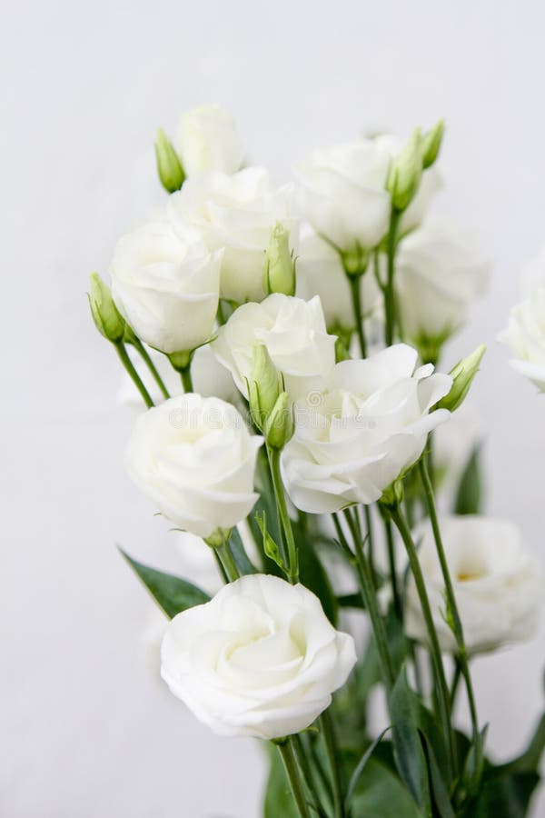 White flowers eustoma stock image. Image of white, seed - 64973191