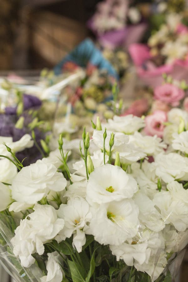 White flowers, eustoma stock image. Image of blooming - 104349567