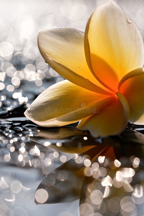 White Flowers Fall on a Puddle Stock Photo - Image of wildflower, water ...
